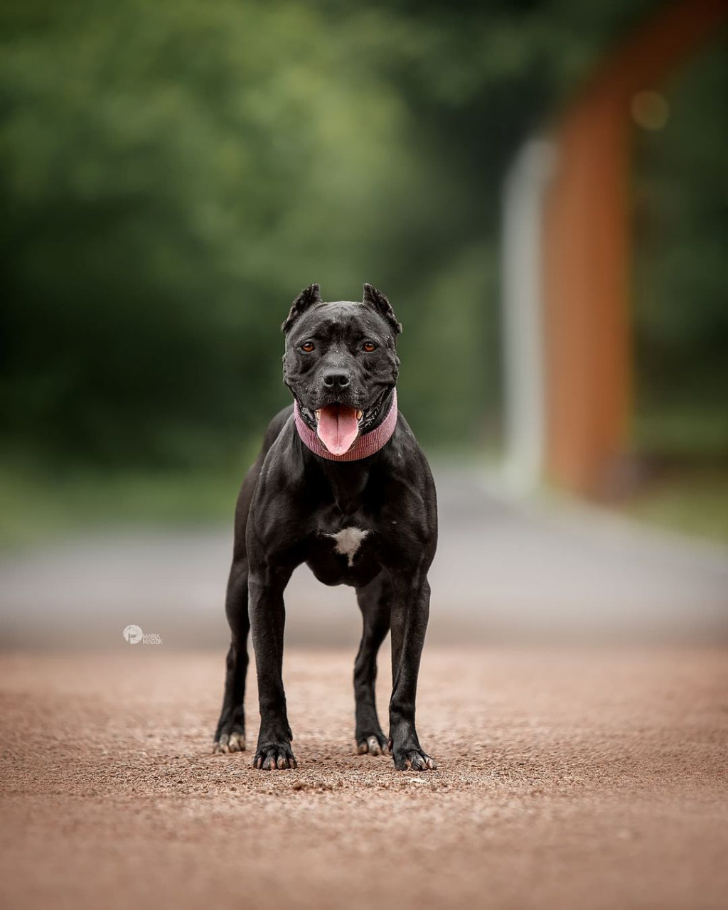 Pitbull Moscow - питомник питбулей