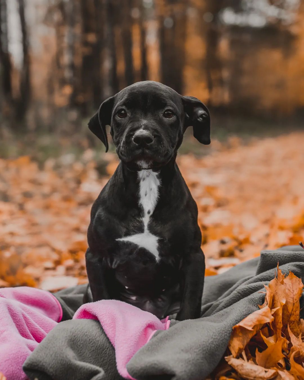 Pitbull Moscow - питомник питбулей