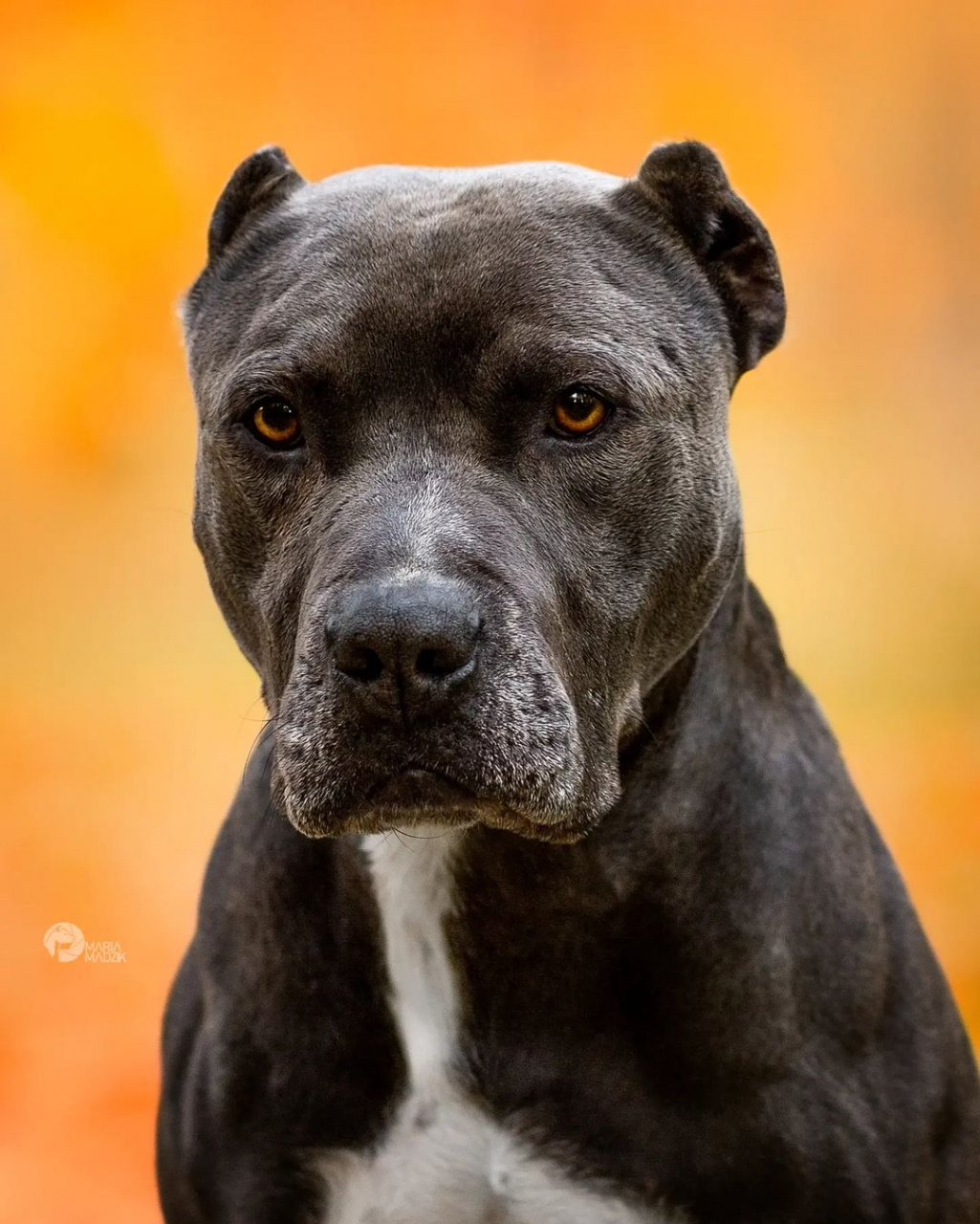 Pitbull Moscow - питомник питбулей