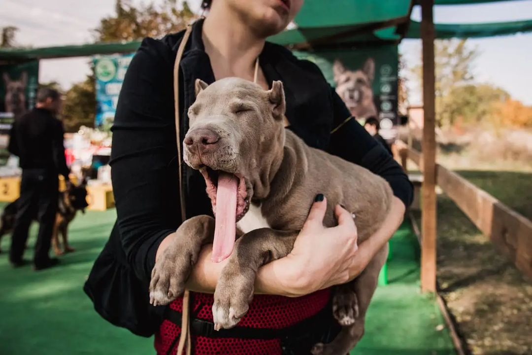Pitbull Moscow - питомник питбулей