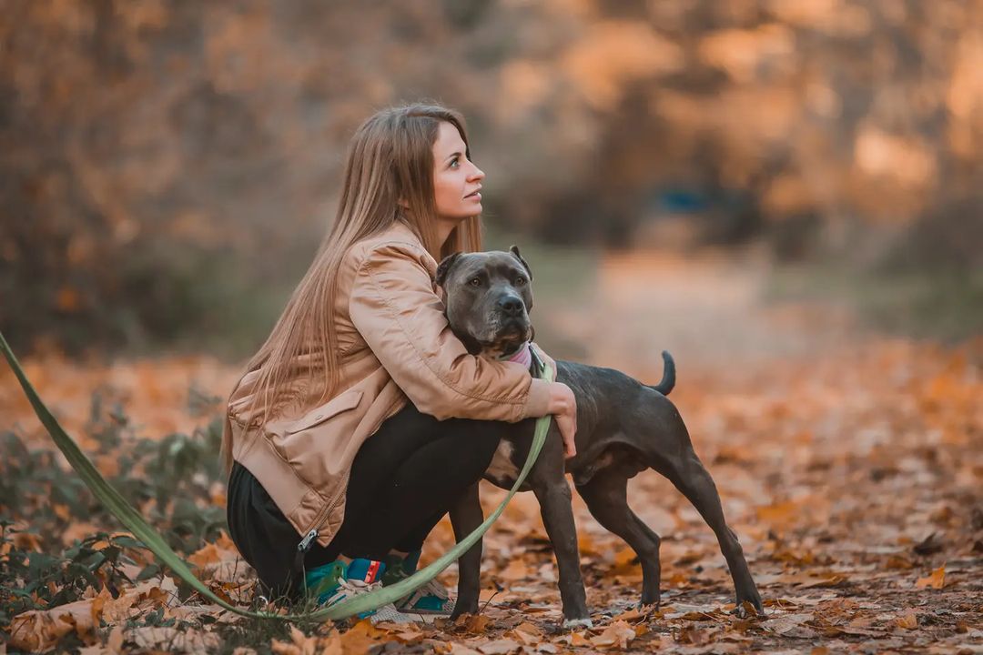Pitbull Moscow - питомник питбулей