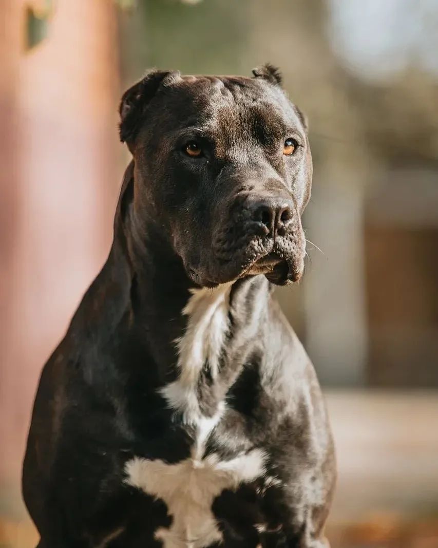 Pitbull Moscow - питомник питбулей